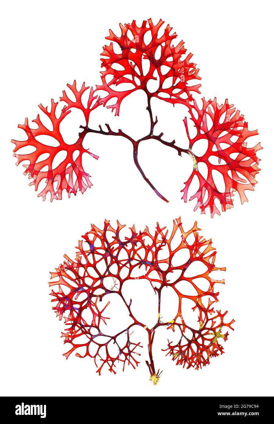 Chondrus crispus stackhouse hi-res stock photography and images - Alamy