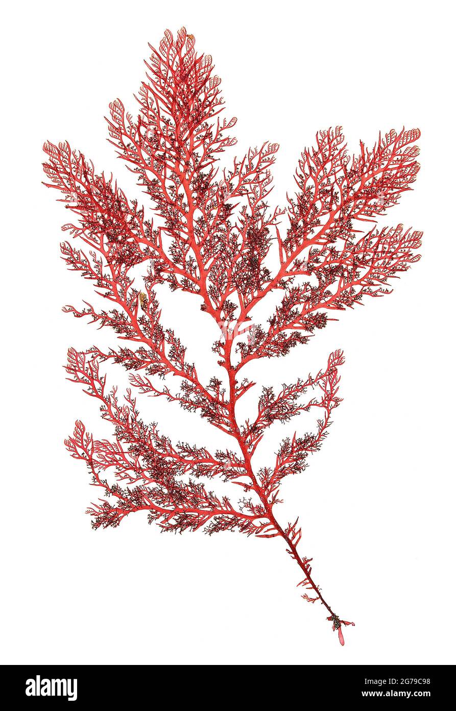 Plocamium cartilagineum (Linnaeus) PS Dixon, red alga (Florideophyceae ...