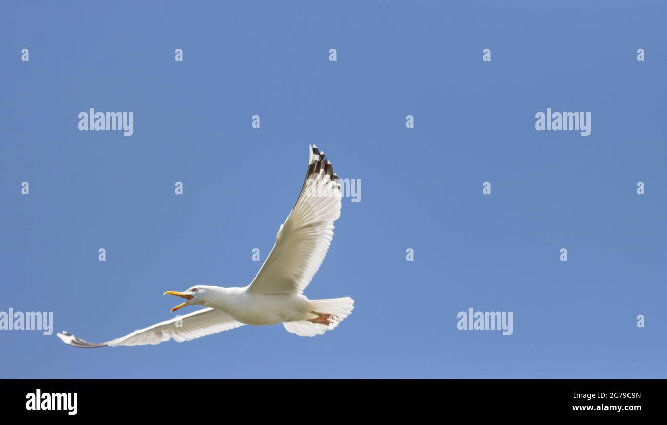 Screaming sea gull hi-res stock photography and images - Alamy