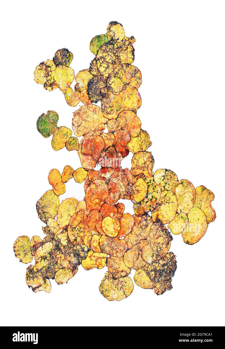 Halimeda tuna (J.Ellis & Solander), green algae (Chlorophyta ...