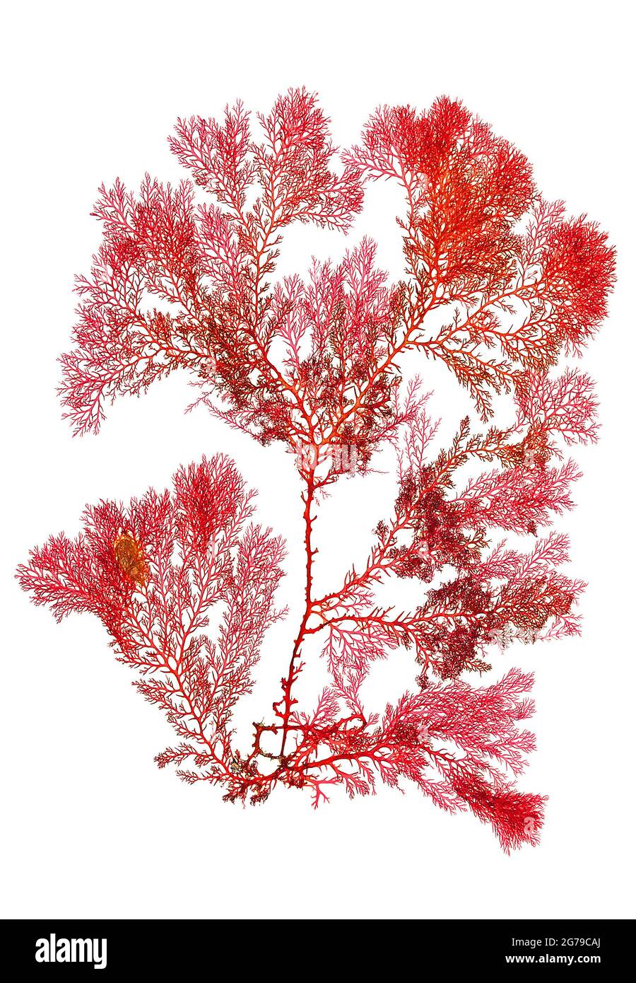 Plocamium cartilagineum linnaeus ps dixon hi-res stock photography and ...