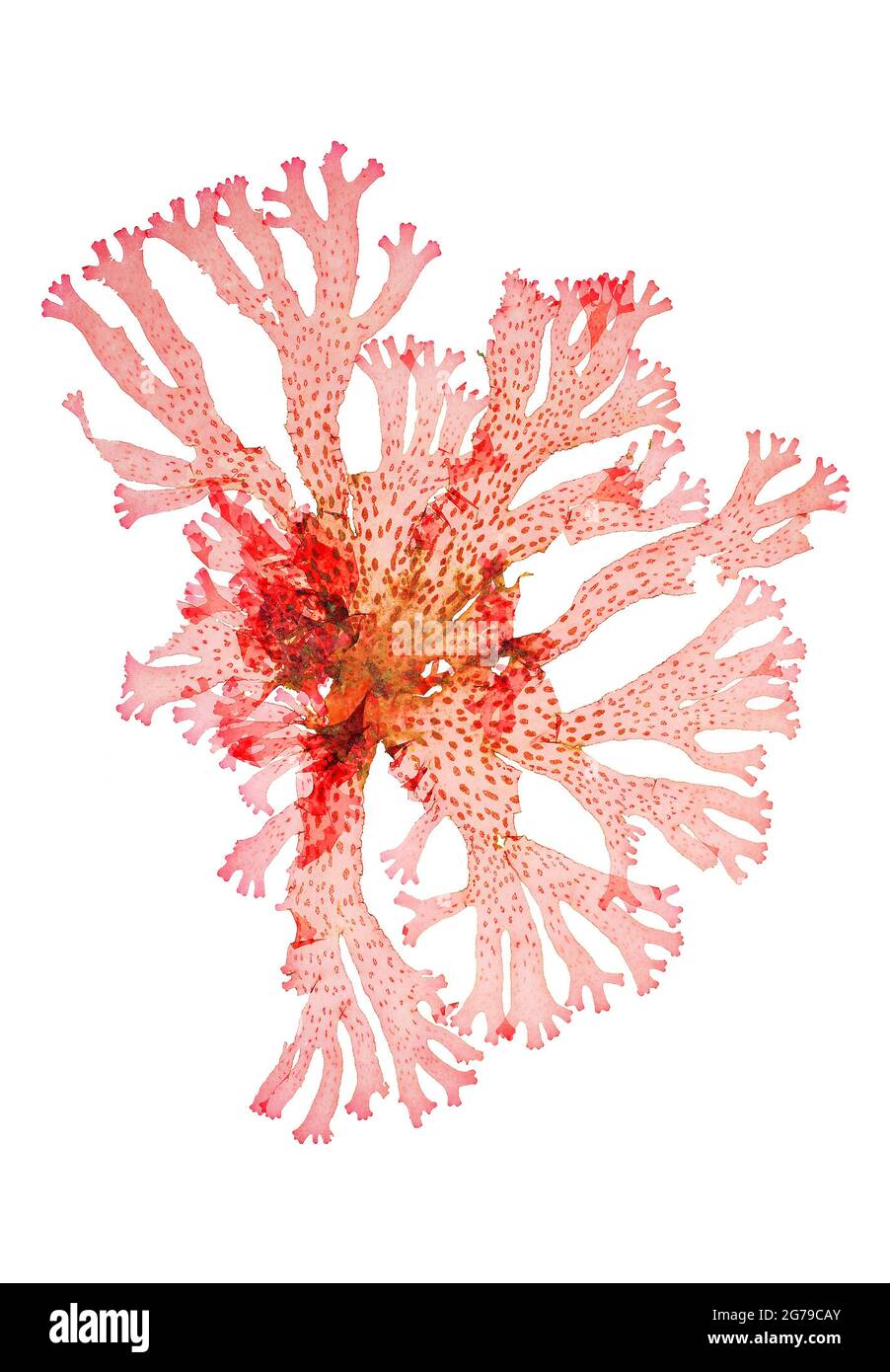 Nitophyllum punctatum hi-res stock photography and images - Alamy