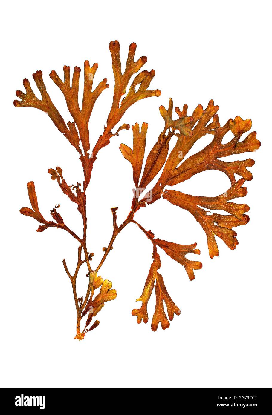 Fucus Spiralis