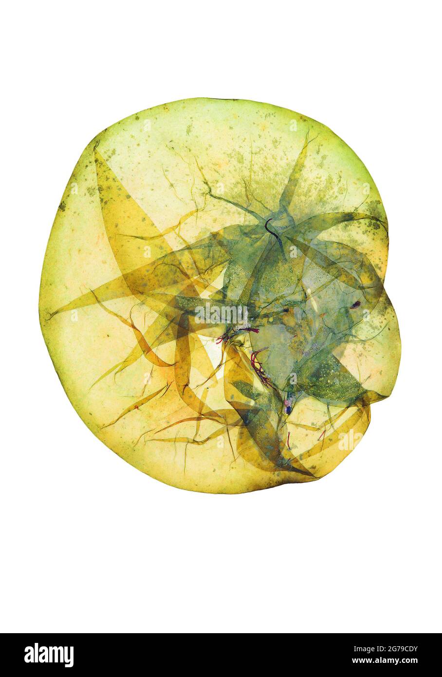 Colpomenia hi-res stock photography and images - Alamy