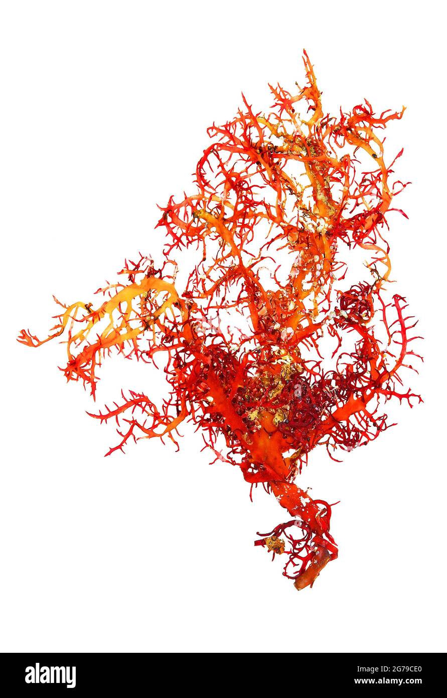 Chondracanthus teedei (Mertens ex Roth) Kützing, red alga ...