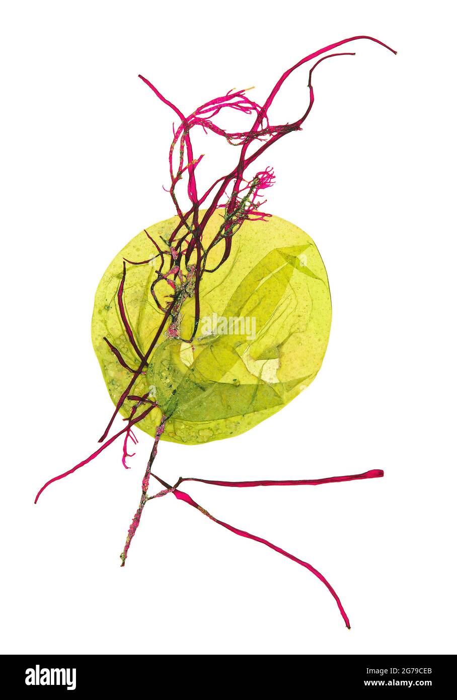 Colpomenia peregrina Sauvageau, brown alga (Phaeophyceae Stock Photo ...