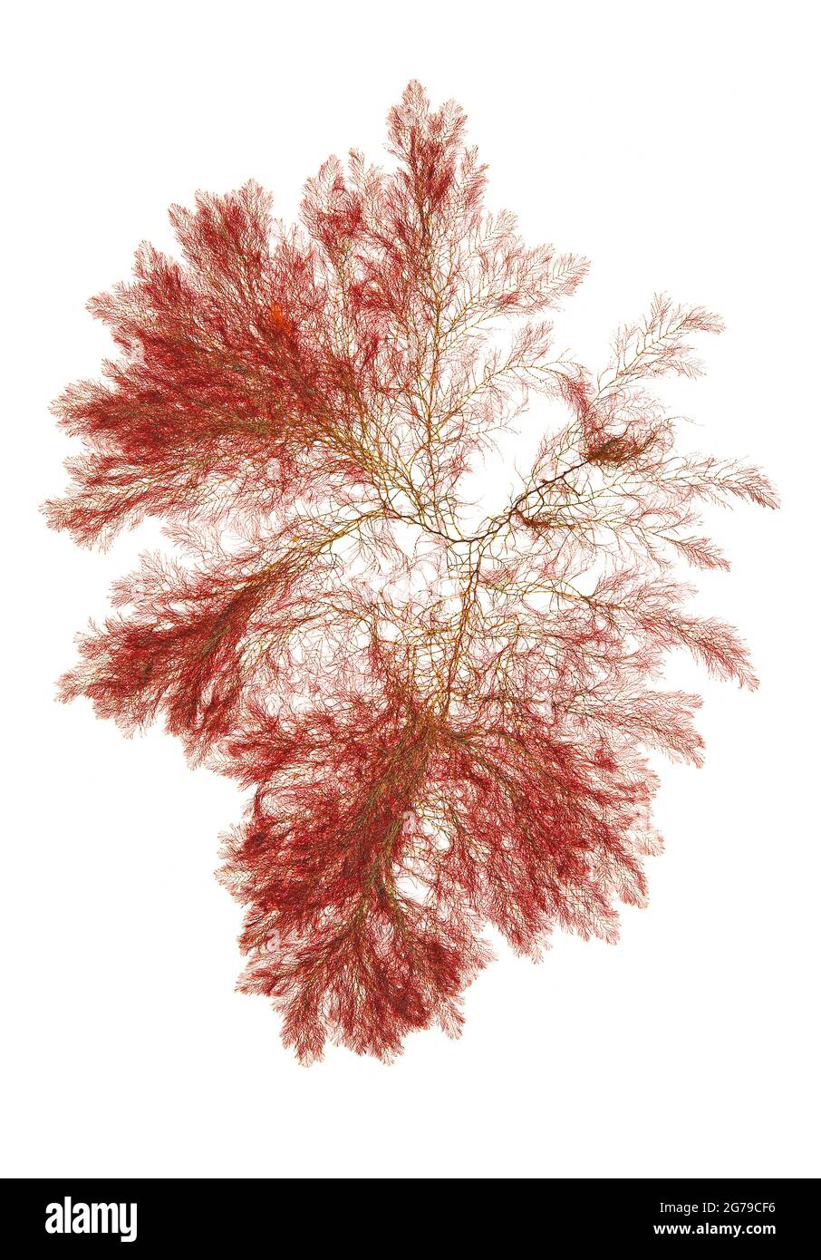 Callithamnion sp. Lyngbye, Red Alga (Rhodophyceae Stock Photo - Alamy