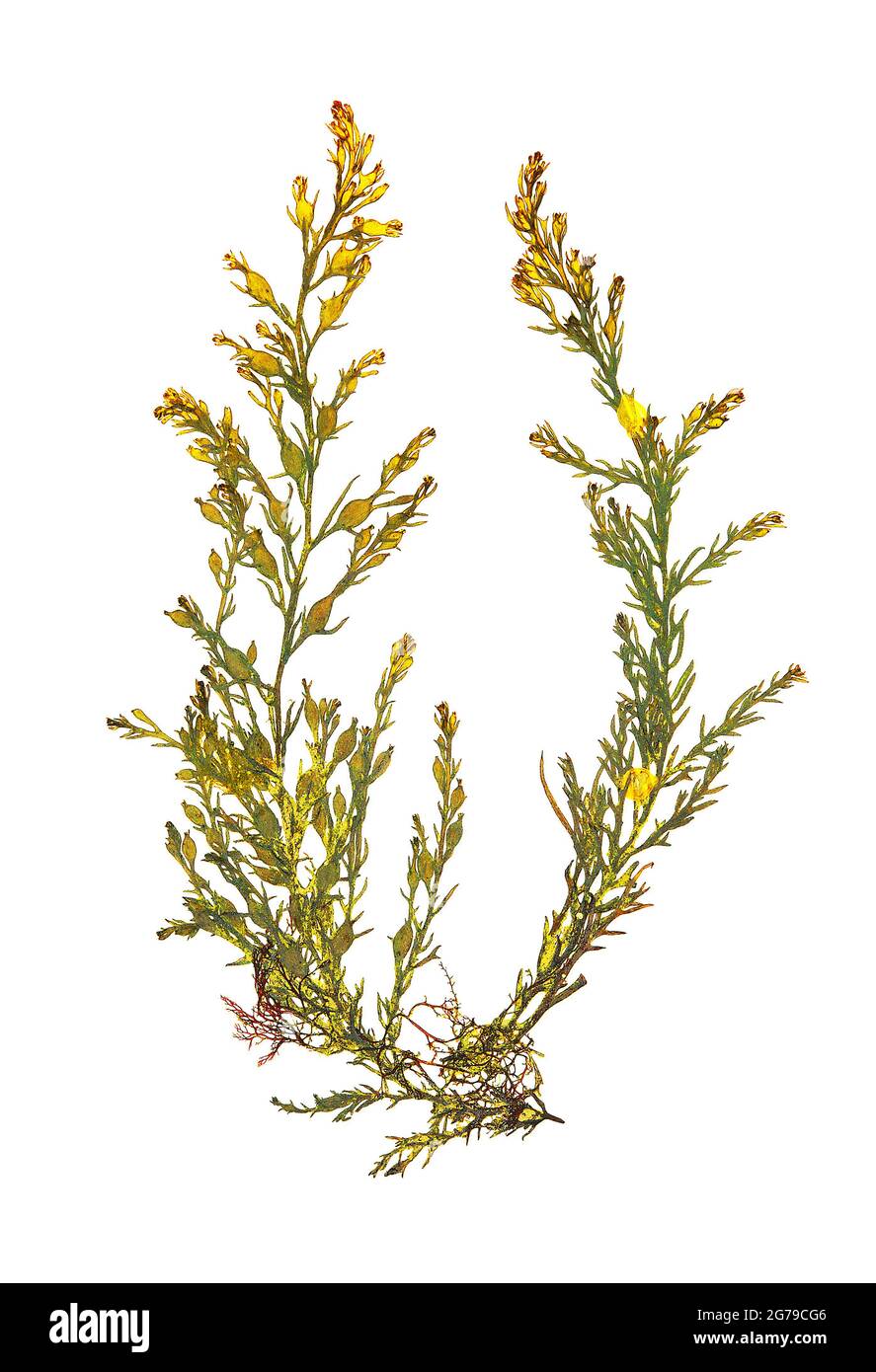 Cystoseira sp. Linnaeus, brown alga (Phaeophyceae Stock Photo - Alamy