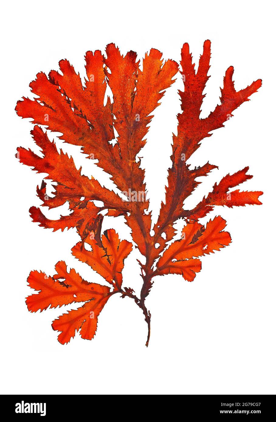 Brown algae phaeophyceae green algae hi-res stock photography and ...