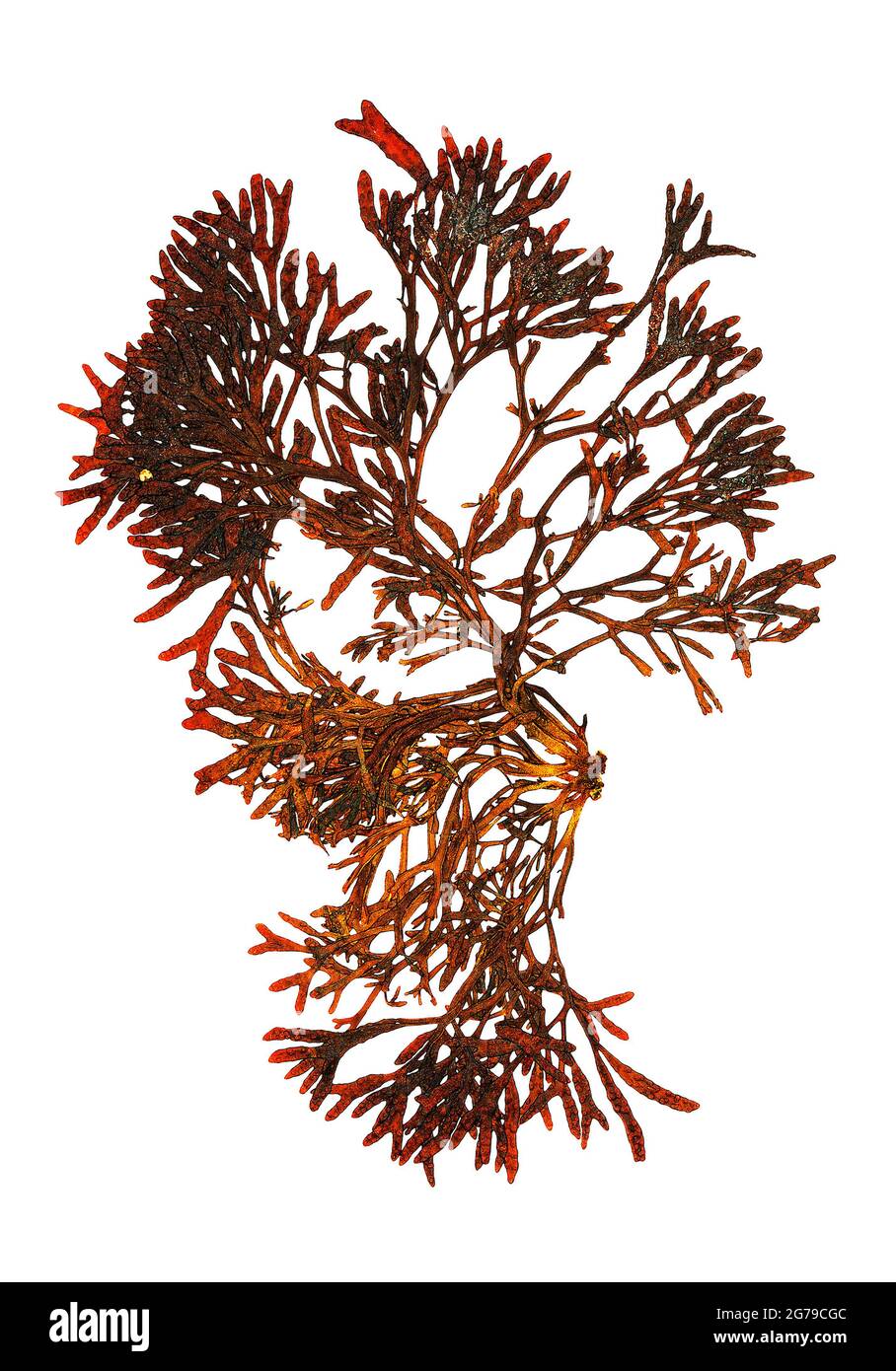 Pelvetia canaliculata (Linnaeus) Decaisne & Thuret, brown alga ...