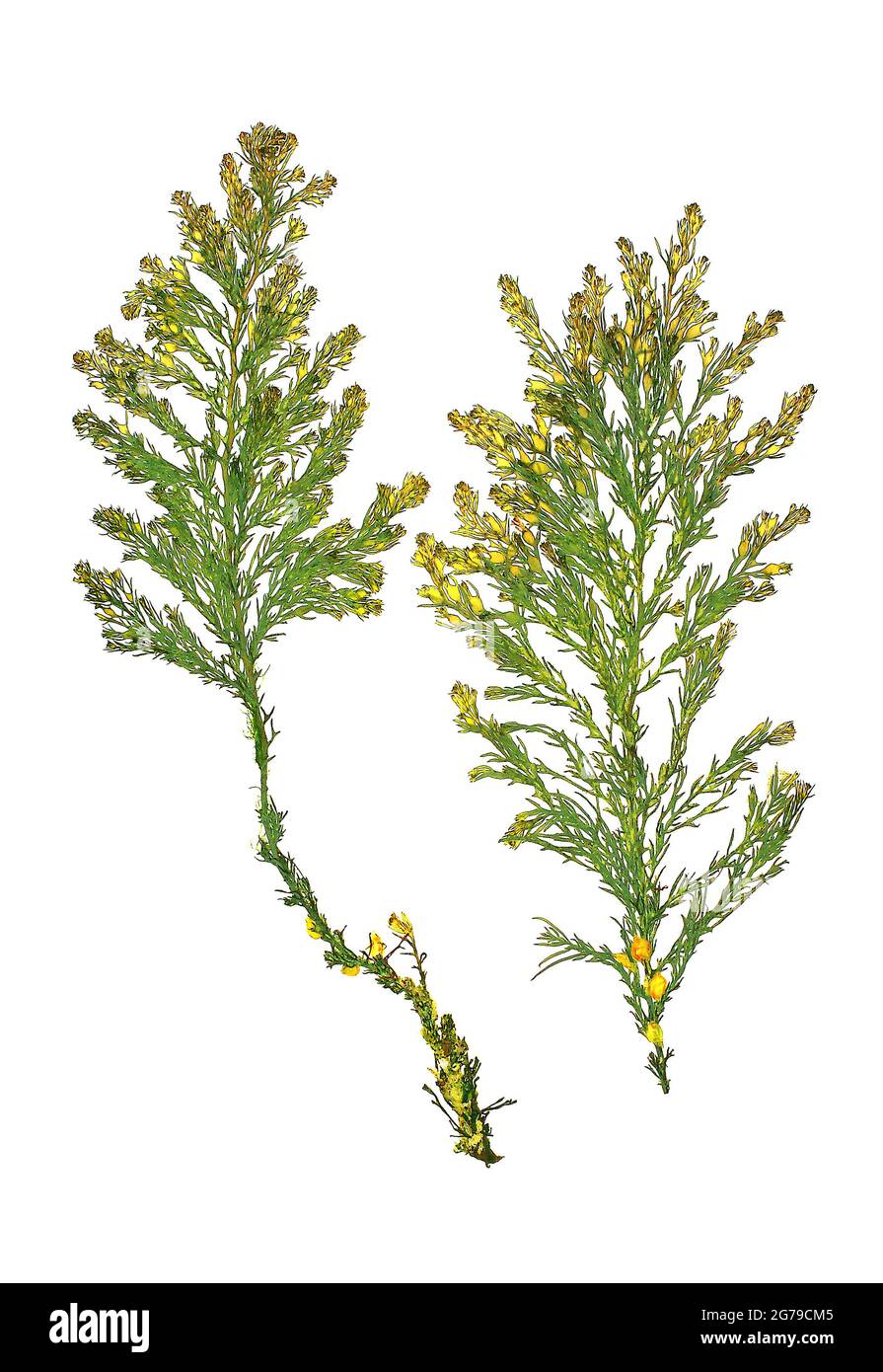 Bangiophyceae hi-res stock photography and images - Alamy