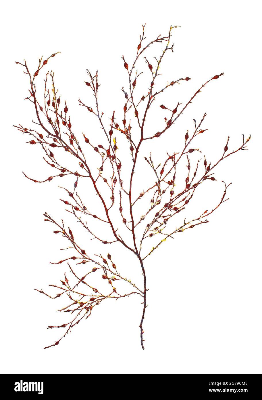 Cystoseira sp hi-res stock photography and images - Alamy