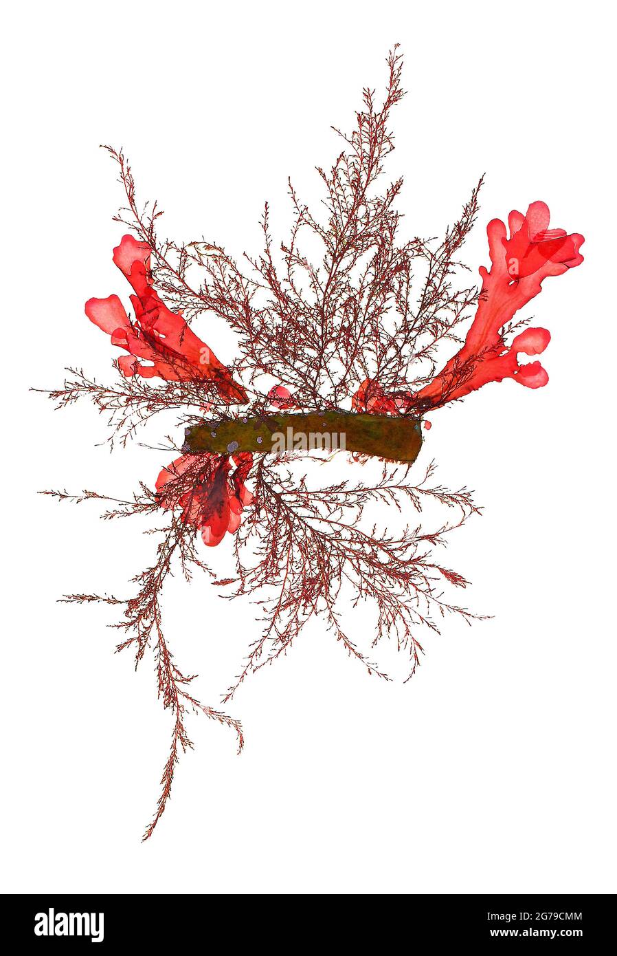 Callithamnion tetragonum withering sf gray hi-res stock photography and ...