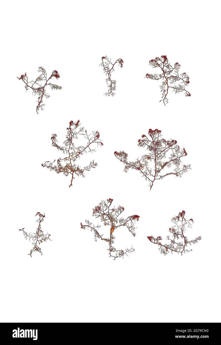 Bostrychia scorpioides (Hudson) Montagne, red alga (Florideophyceae ...