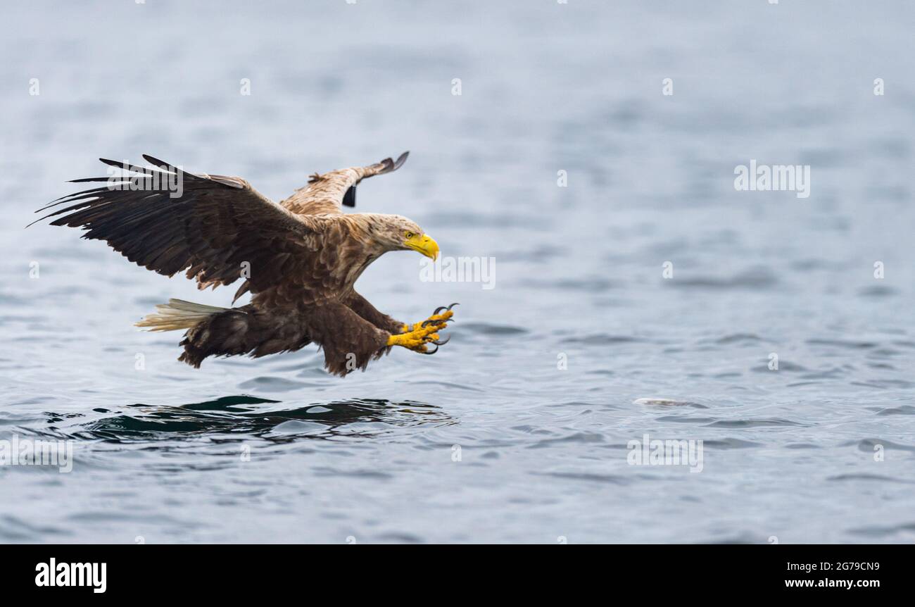 White Tailed Sea Eagle catching fish Stock Photo - Alamy