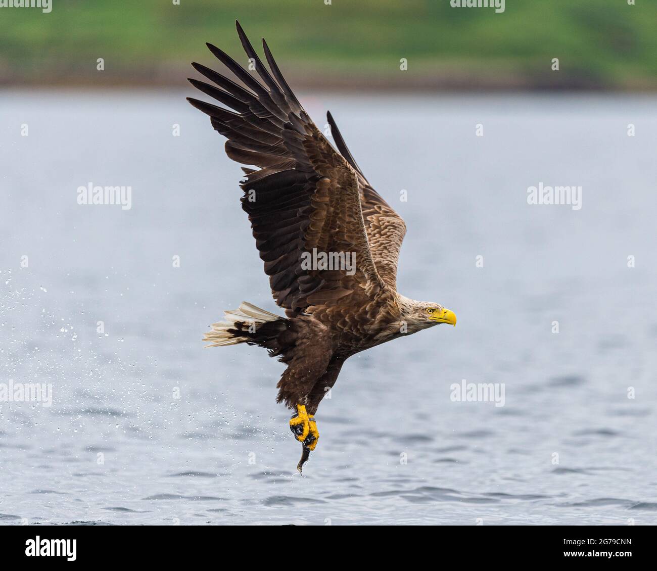 White Tailed Sea Eagle catching fish Stock Photo - Alamy
