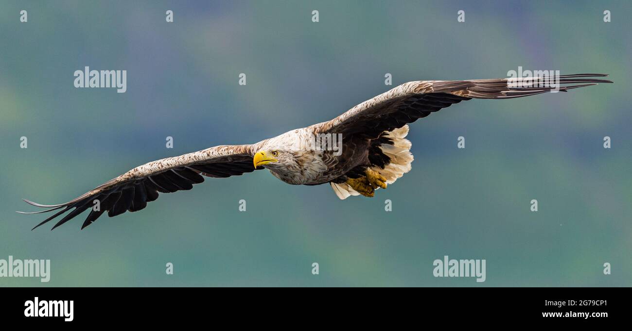 White Tailed Sea Eagle catching fish Stock Photo - Alamy