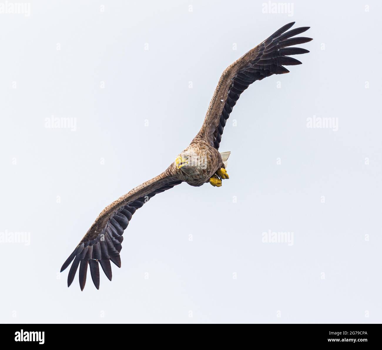 White Tailed Sea Eagle catching fish Stock Photo - Alamy
