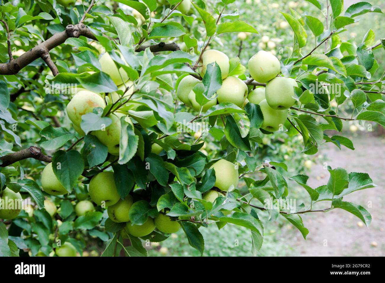 Green apple view on tree branch Stock Photo - Alamy