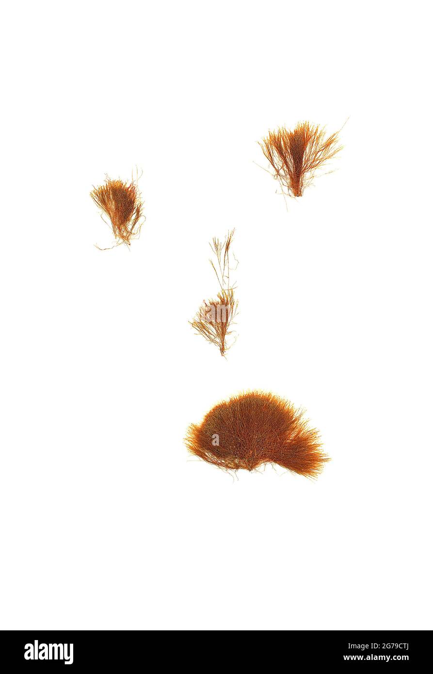 Phaeophyceae hi-res stock photography and images - Alamy
