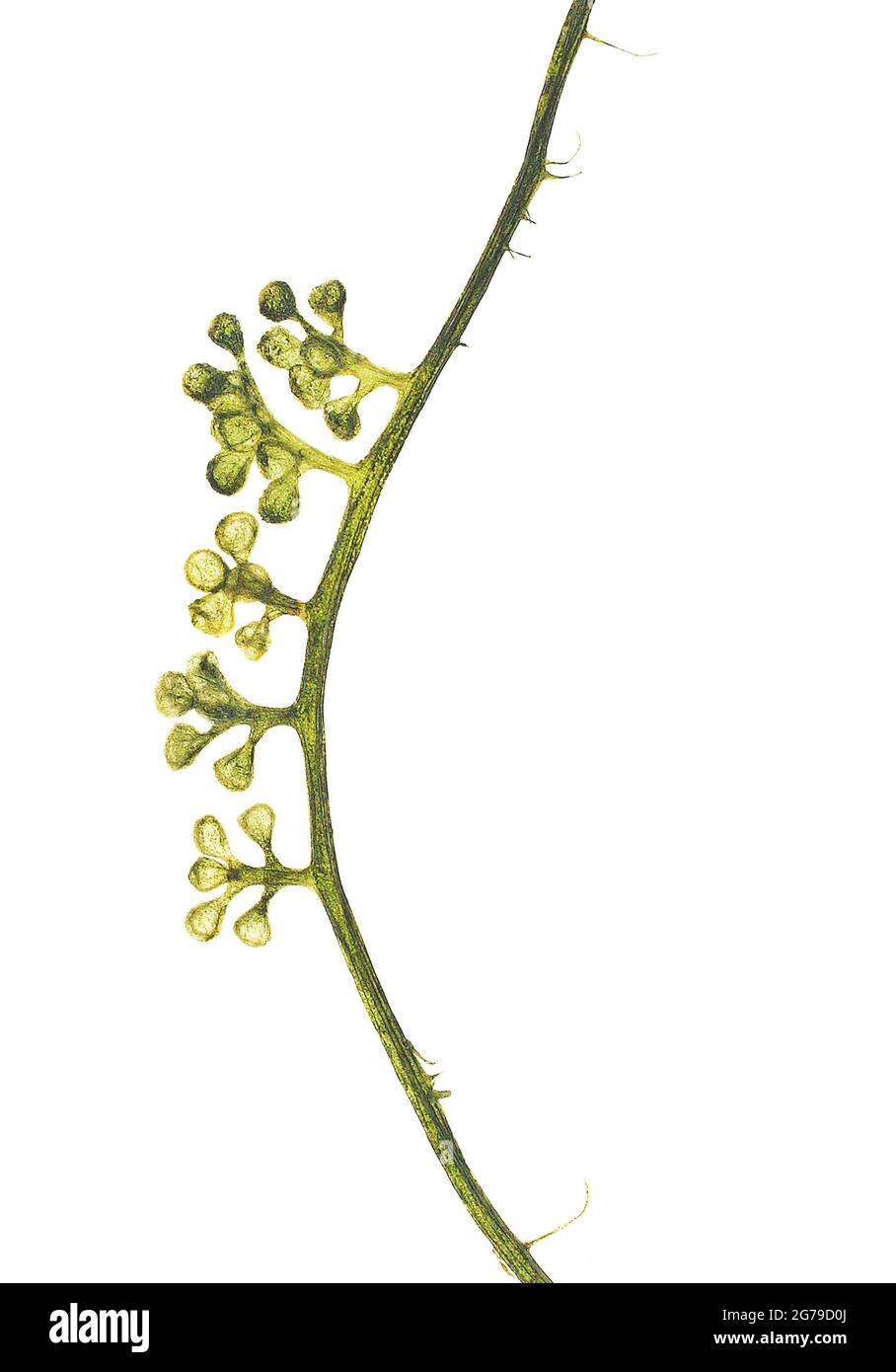 Caulerpa lentillifera j agardh hi-res stock photography and images - Alamy