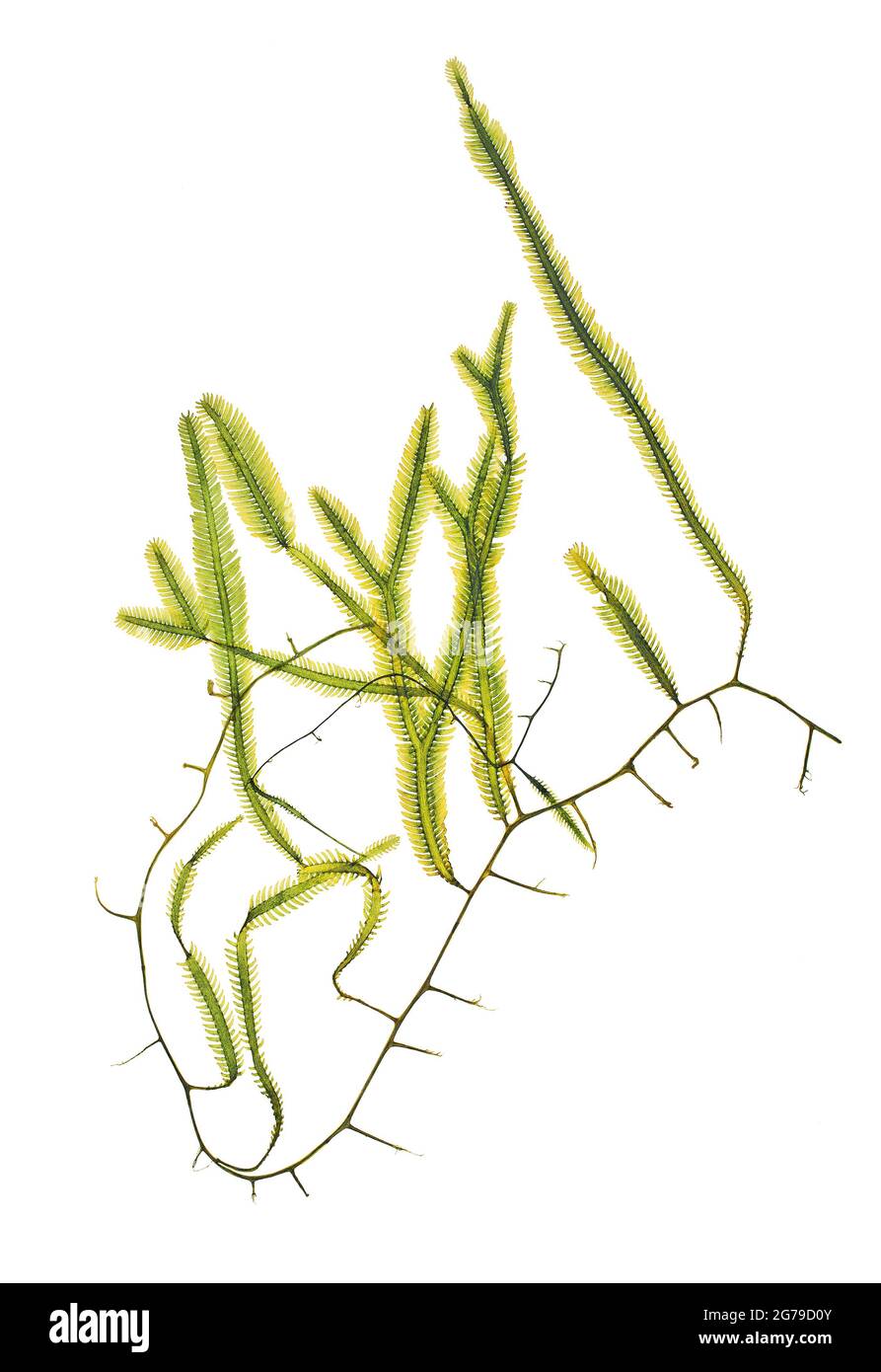 Agard hi-res stock photography and images - Alamy