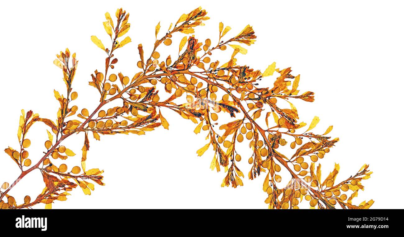 Bangiophyceae hi-res stock photography and images - Alamy