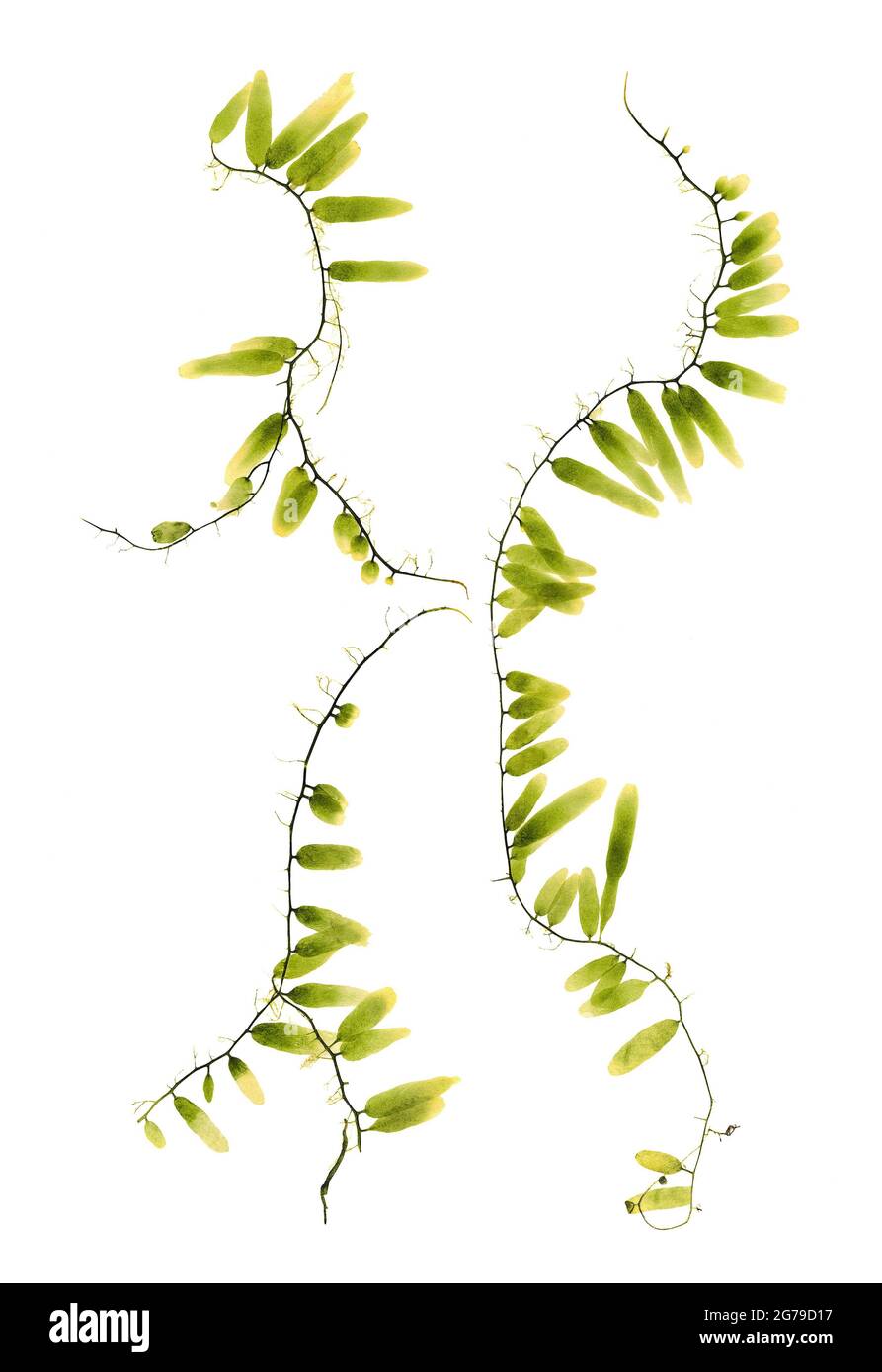 Caulerpa algae hi-res stock photography and images - Alamy