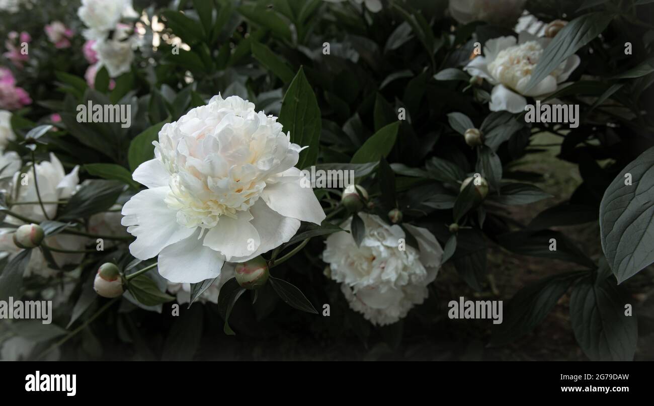 Large flower of white peonies on a bush close-up Stock Photo - Alamy