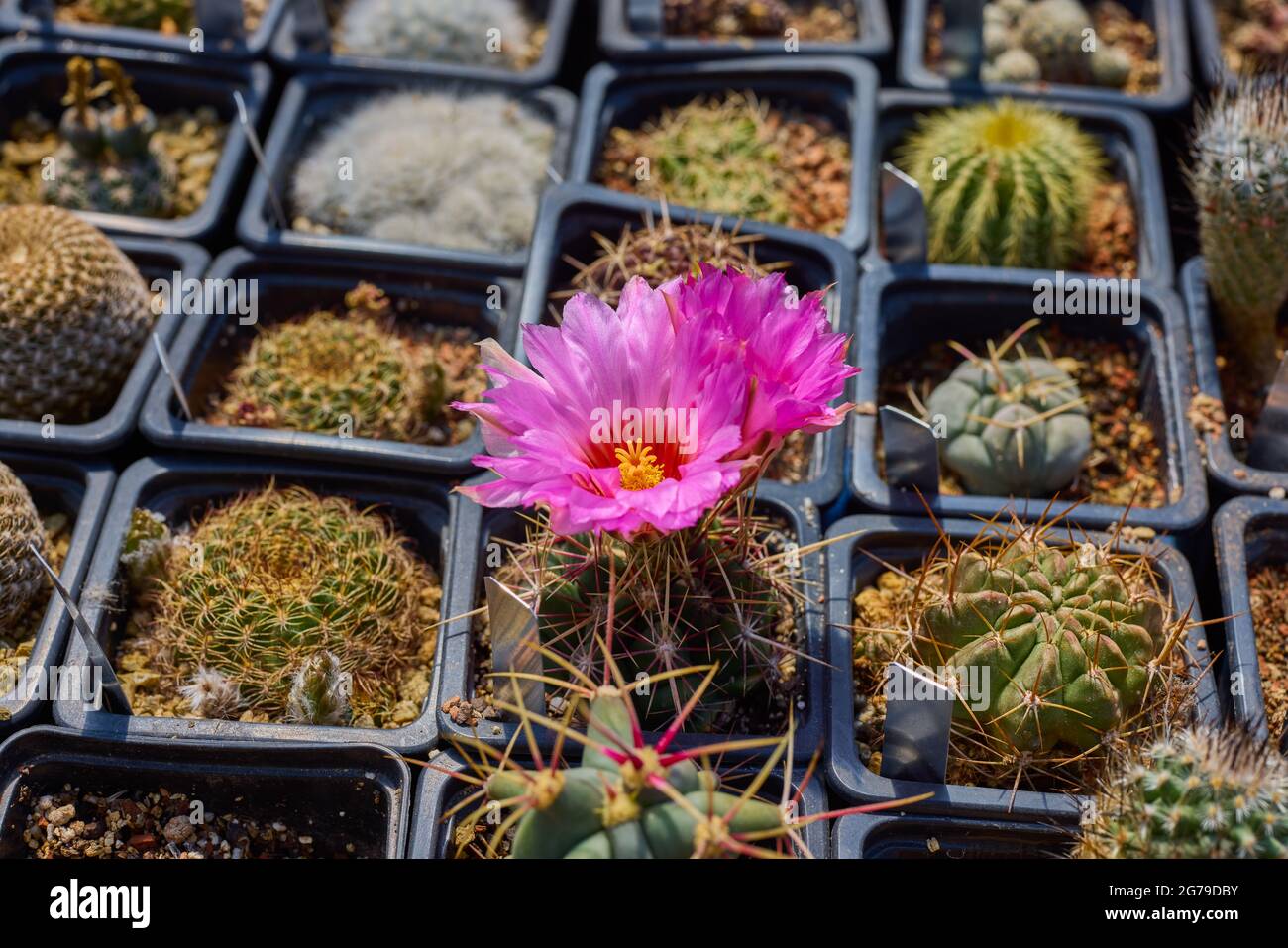 a variety of beautiful cacti on a small farm Stock Photo - Alamy
