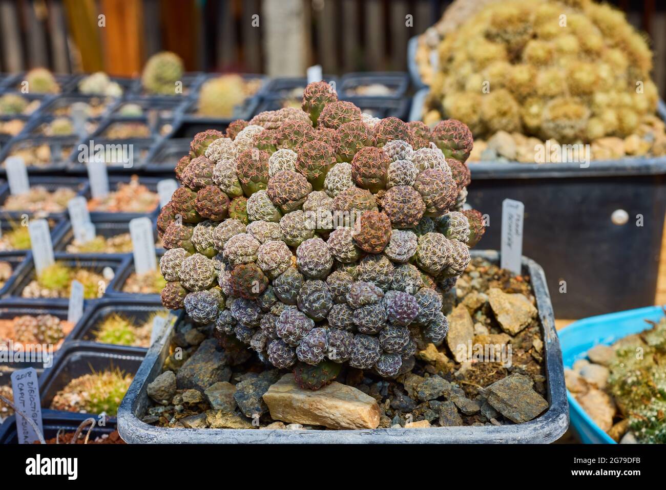 a variety of beautiful cacti on a small farm Stock Photo - Alamy
