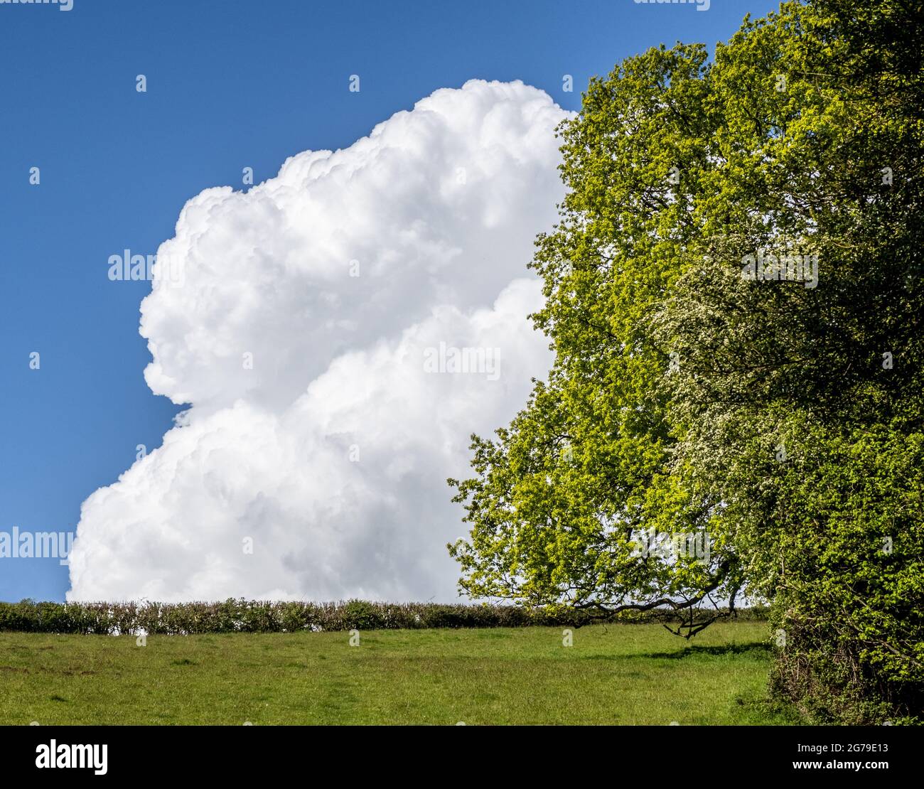 Sycamore tree and billowing cumulus cloud - Somerset UK Stock Photo - Alamy