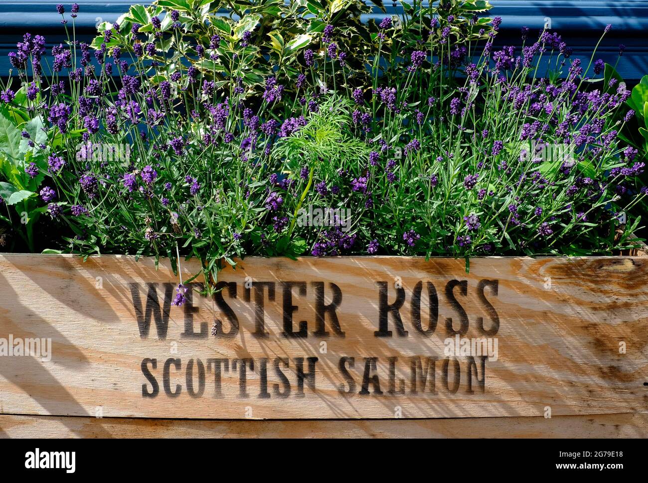 Flower planter hi-res stock photography and images - Alamy