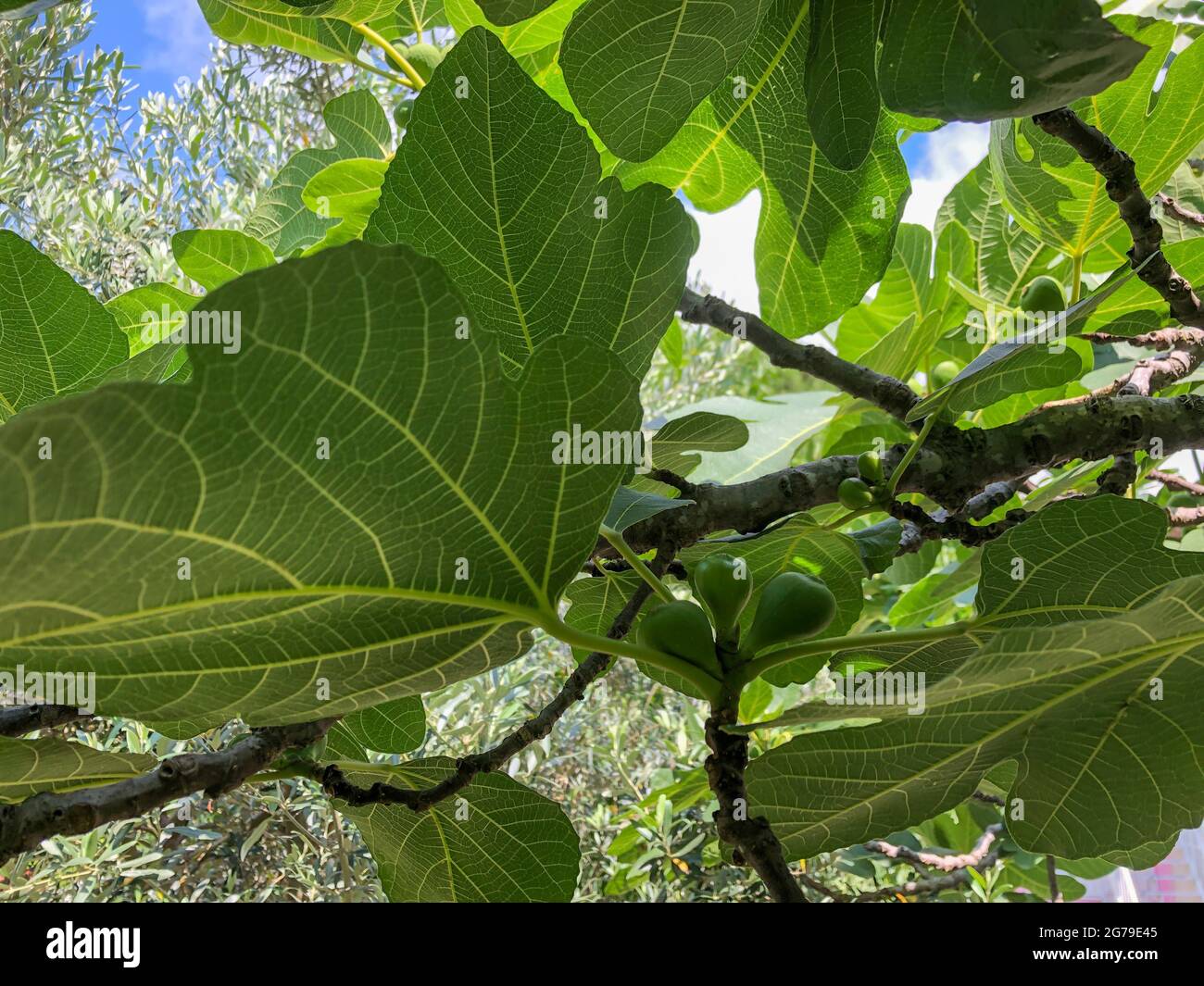 background with closeup fig tree in summer with unripe fruits Stock ...
