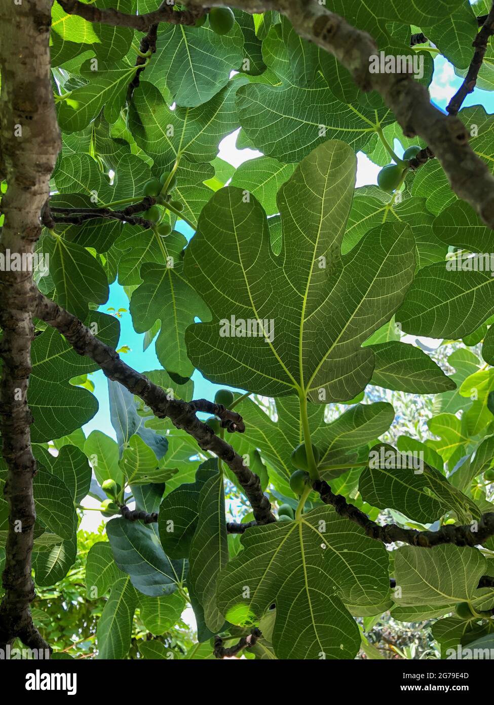 background with closeup fig tree in summer with unripe fruits Stock ...