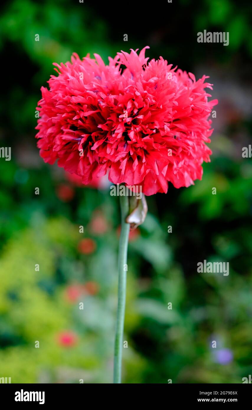 Scarlet red hi-res stock photography and images - Alamy