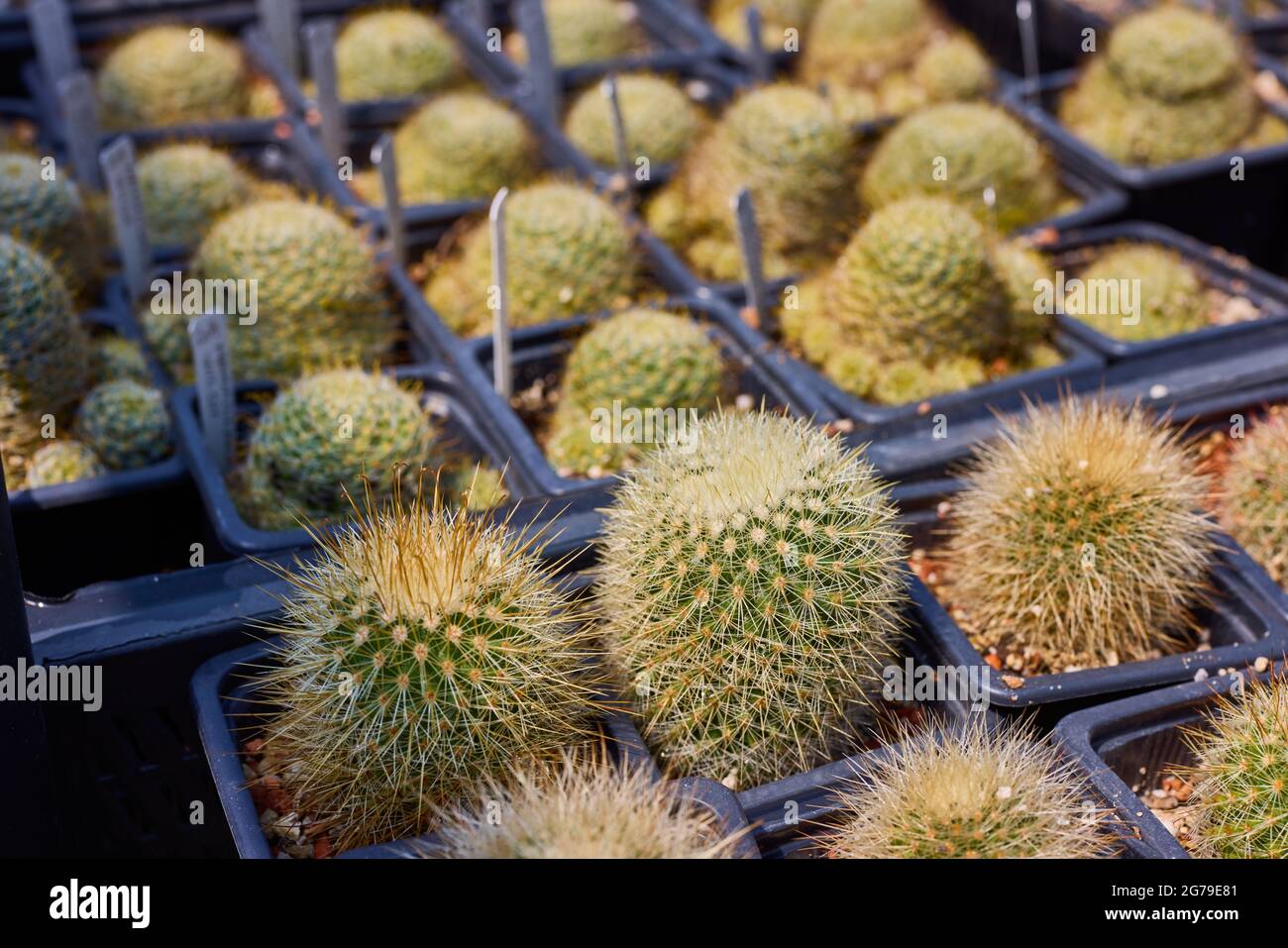 a variety of beautiful cacti on a small farm Stock Photo - Alamy