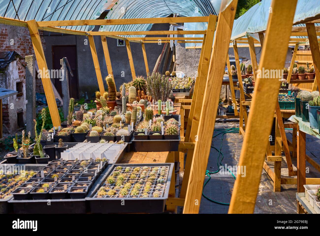 a variety of beautiful cacti on a small farm Stock Photo - Alamy