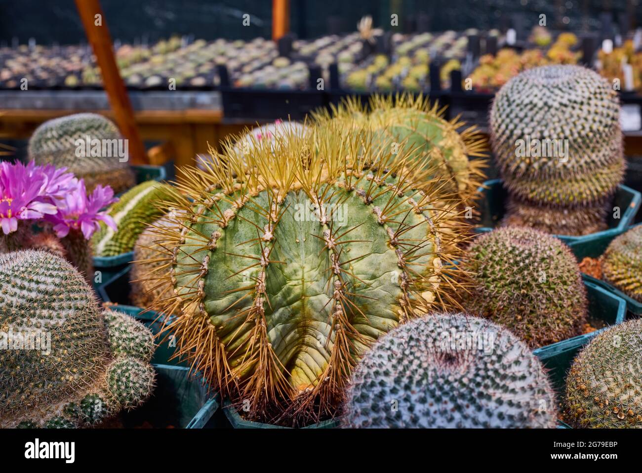 a variety of beautiful cacti on a small farm Stock Photo - Alamy