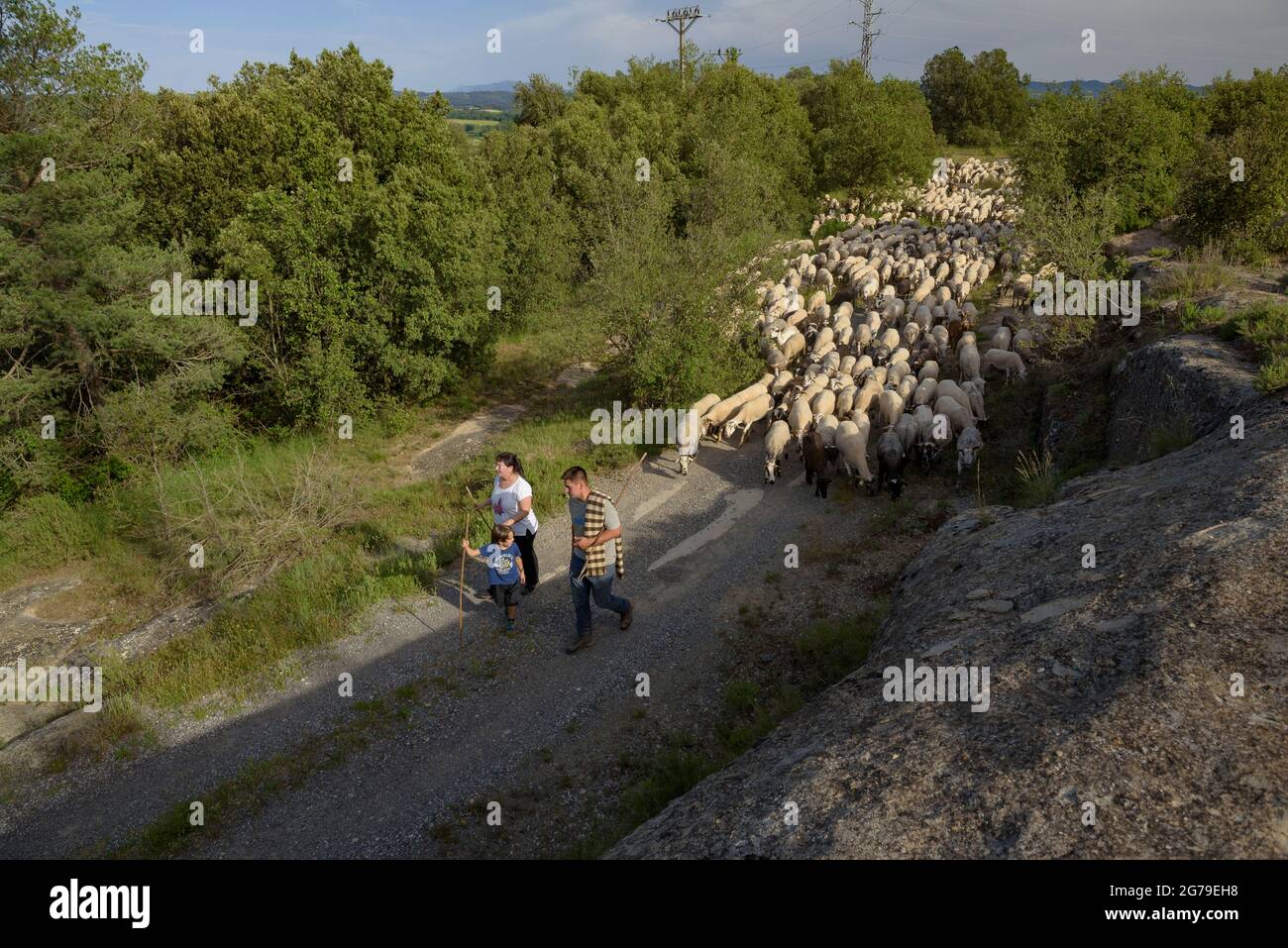 A shepherd and his flock of sheep during the transhumance between ...