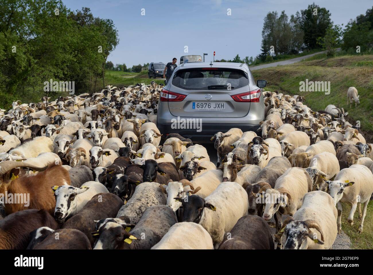 A shepherd and his flock of sheep during the transhumance between ...