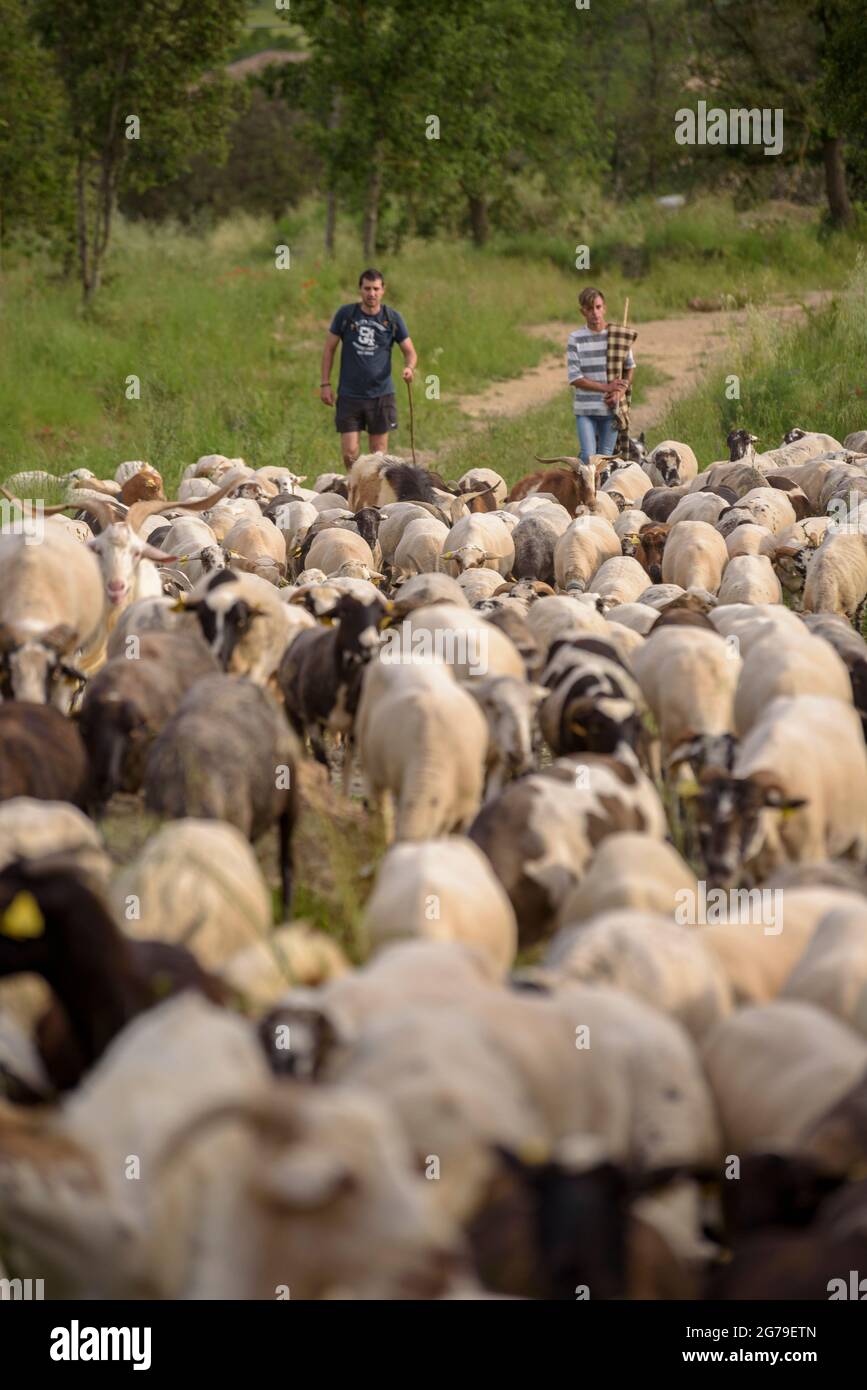 A shepherd and his flock of sheep during the transhumance between ...