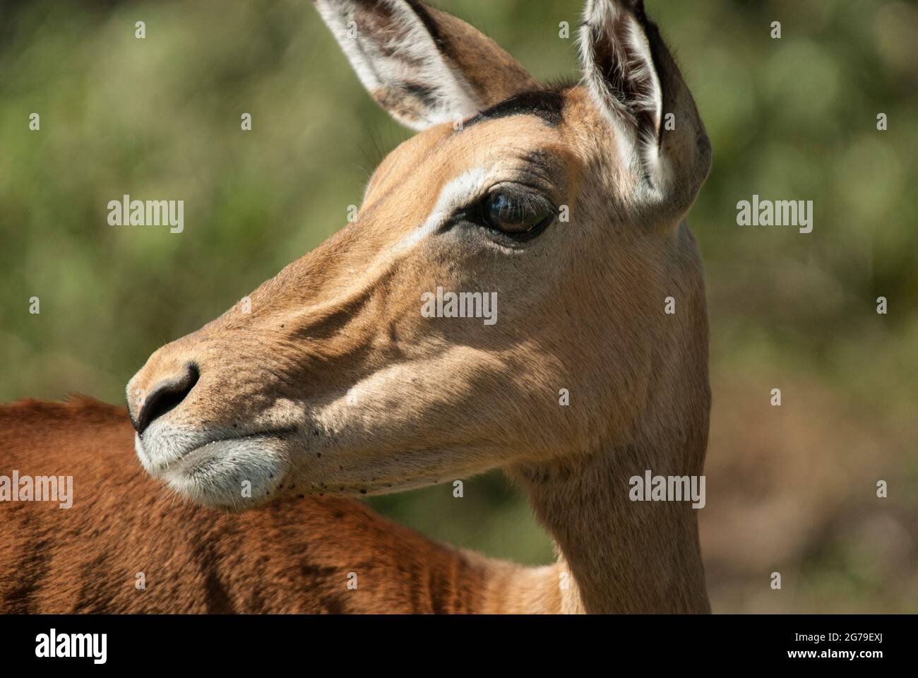 Close up of head and face of adult female Impala (Aepyceros melampus ...