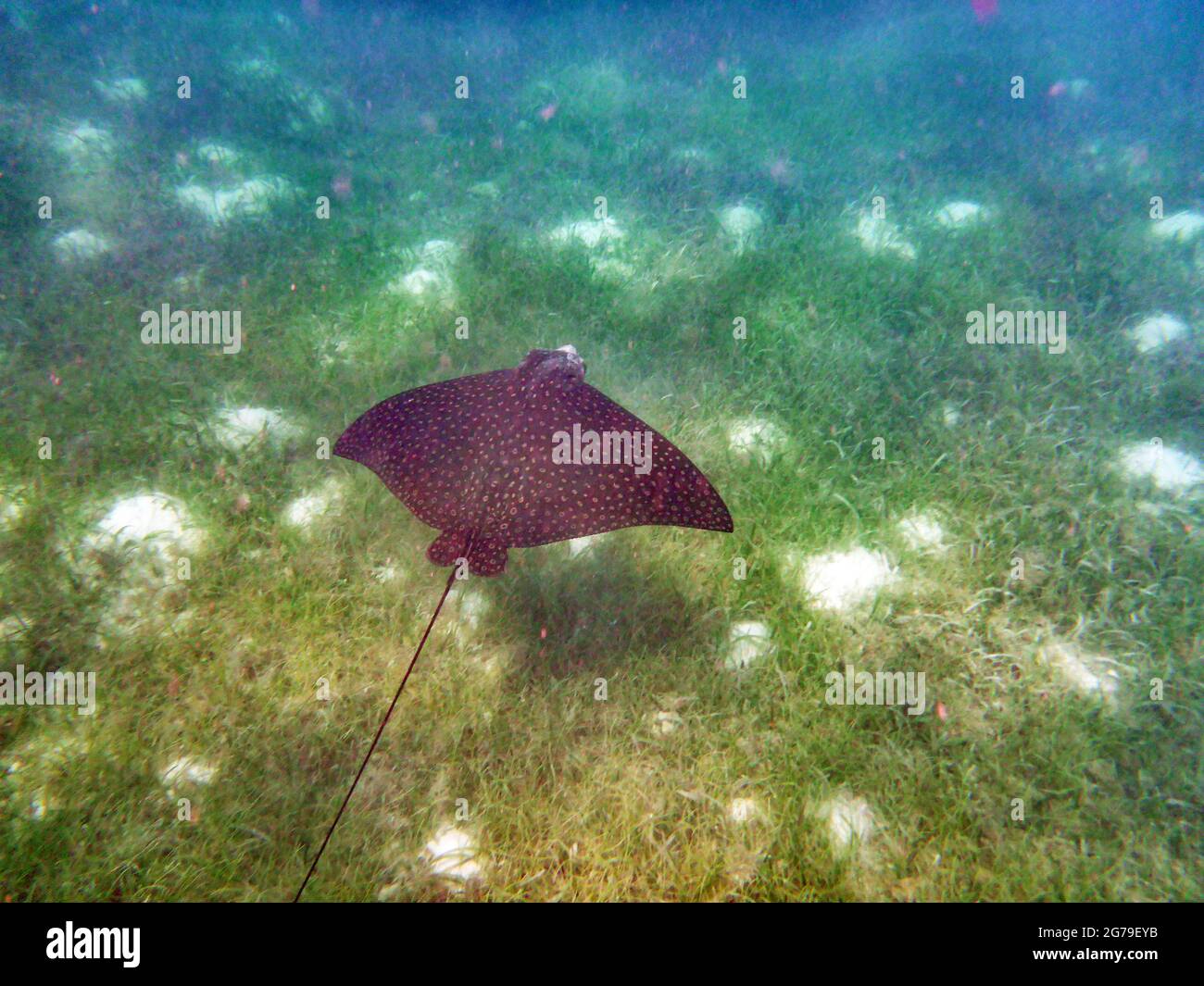 Hol Chan Marine Reserve, Belize C.A Stock Photo - Alamy