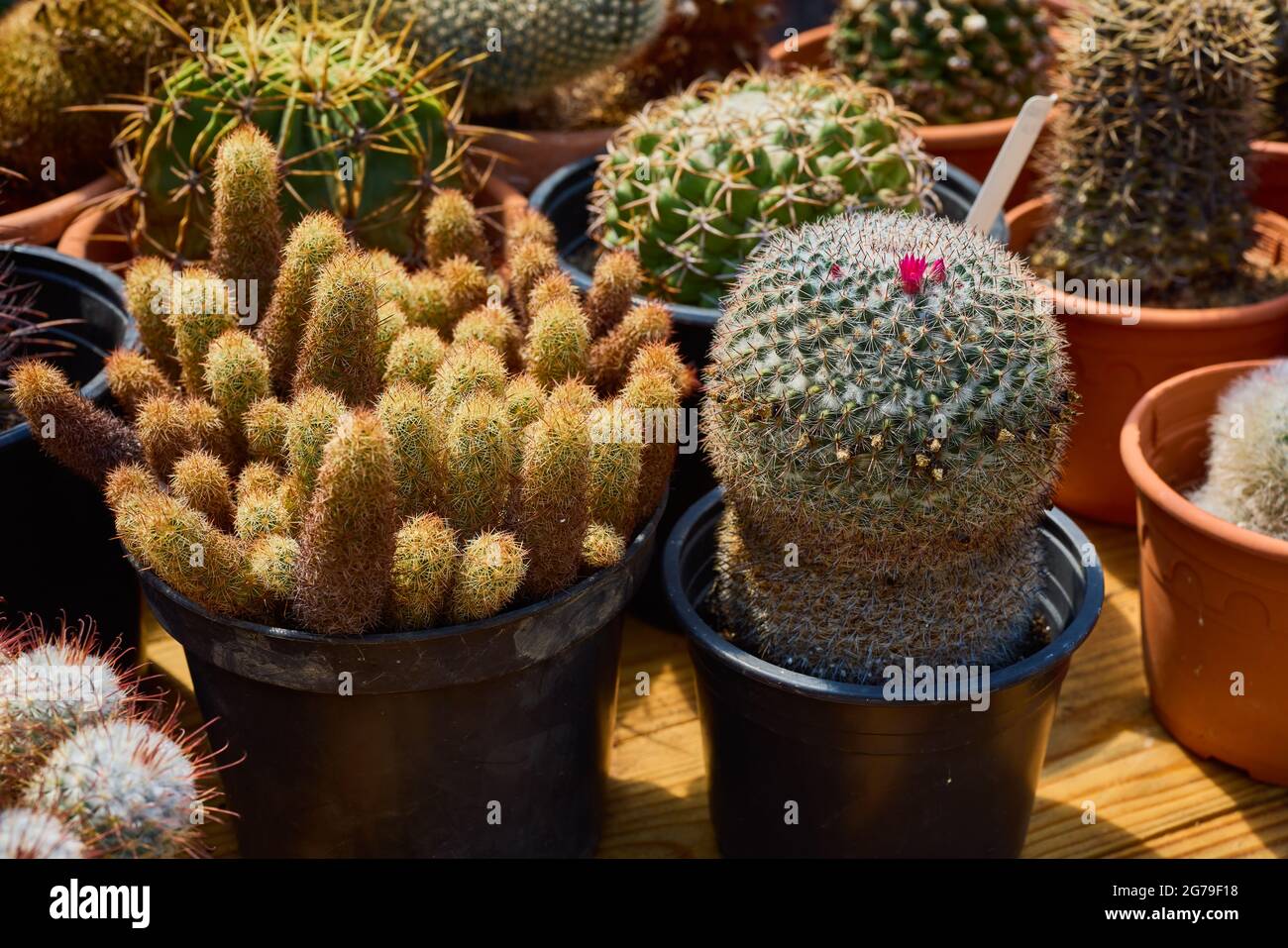 a variety of beautiful cacti on a small farm Stock Photo - Alamy