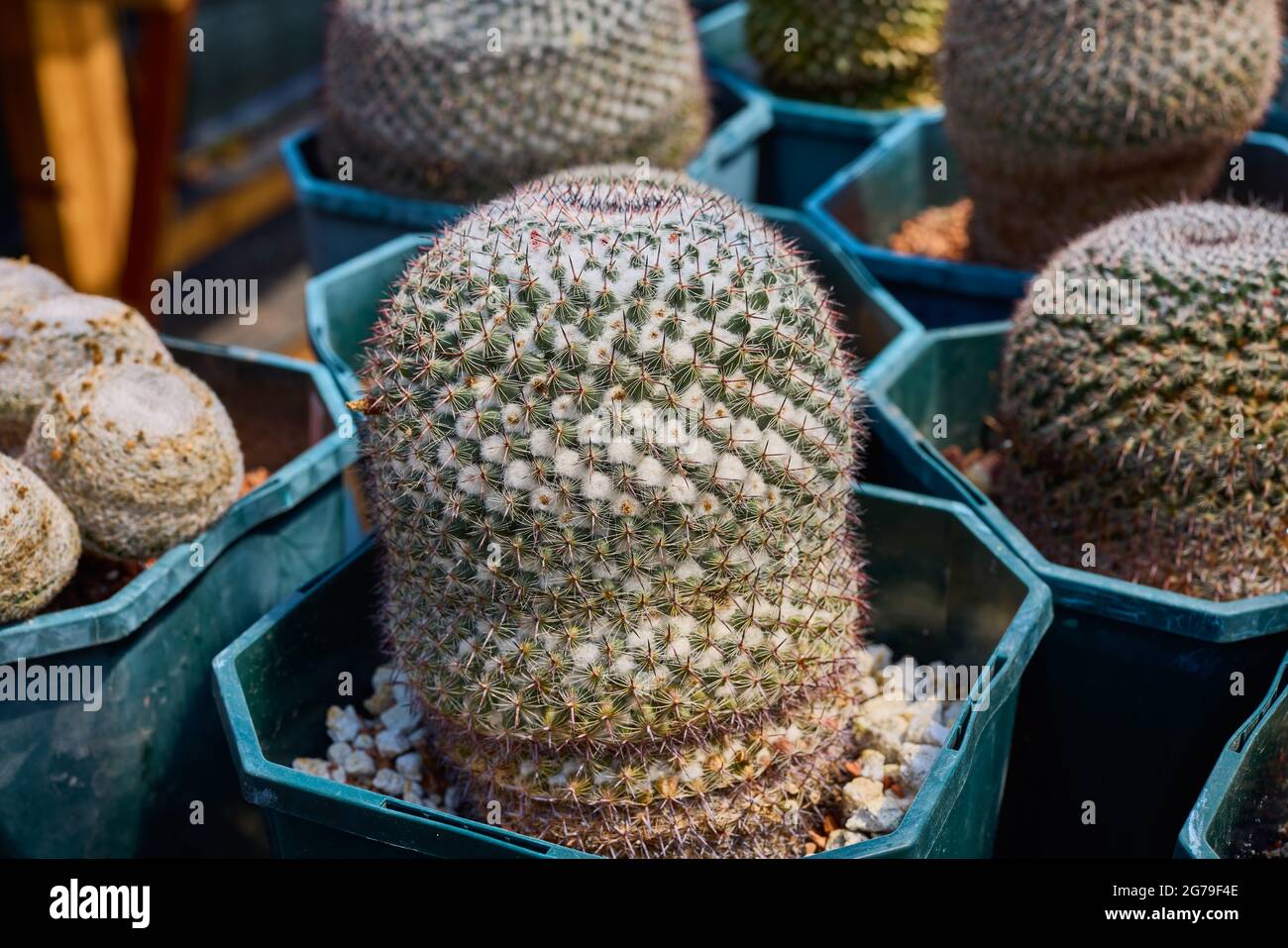 a variety of beautiful cacti on a small farm Stock Photo - Alamy
