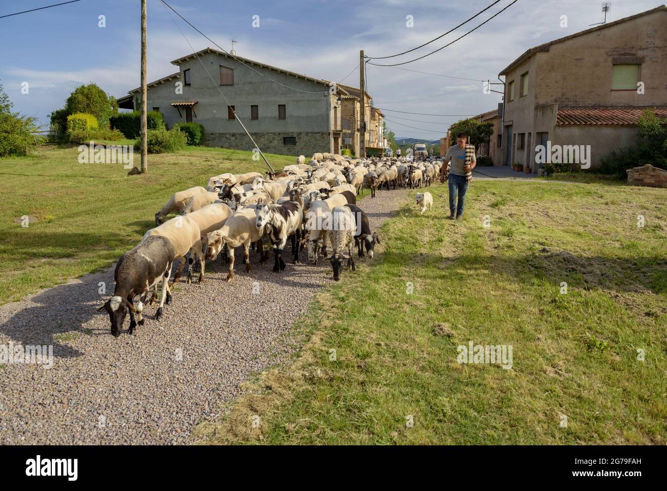 A shepherd and his flock of sheep during the transhumance towards the ...