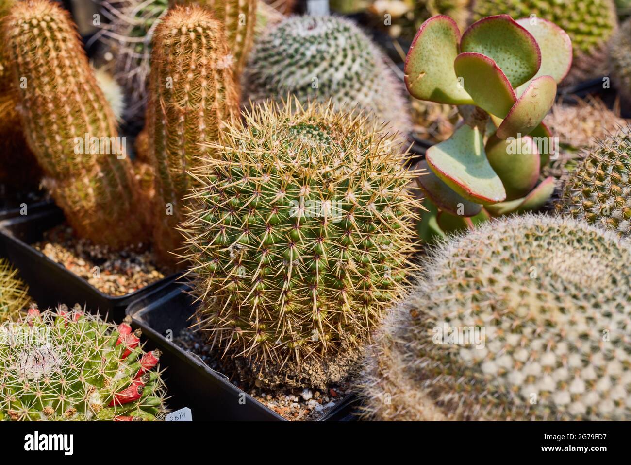 a variety of beautiful cacti on a small farm Stock Photo - Alamy