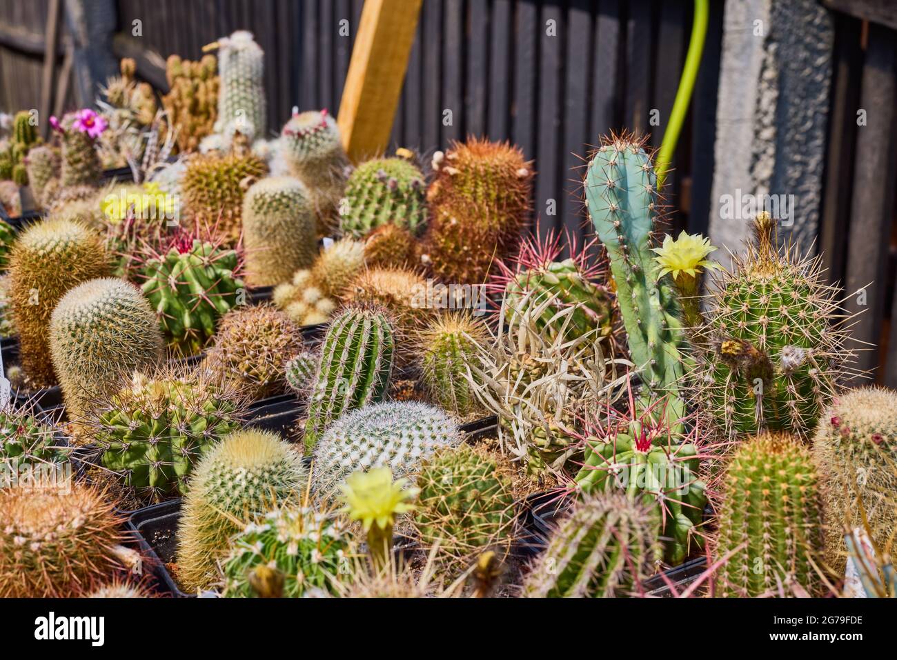 a variety of beautiful cacti on a small farm Stock Photo - Alamy