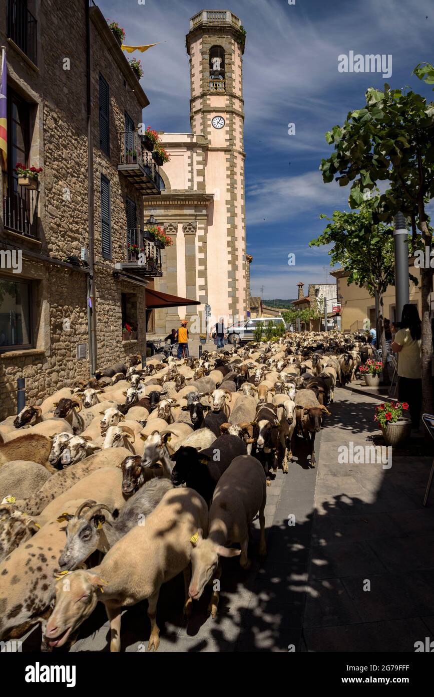A shepherd and his flock of sheep during the transhumance towards the ...